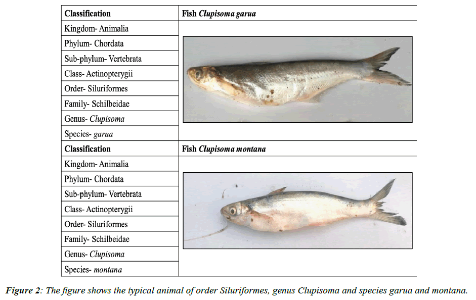 Identification Study of freshwater fish Clupisoma garua and Clupisoma ...